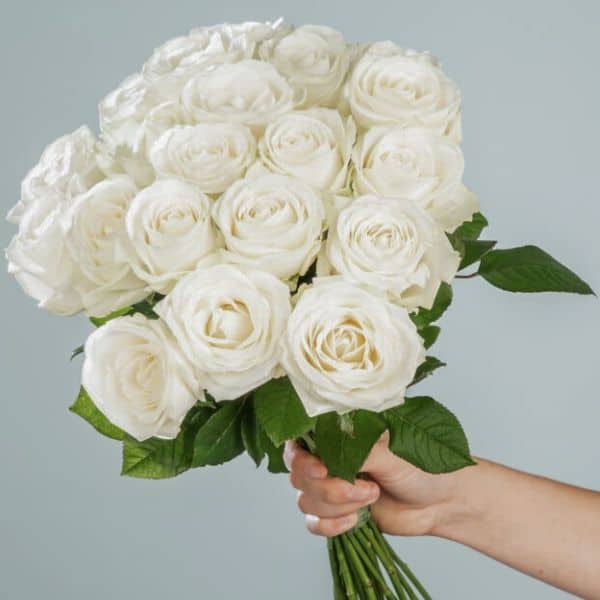 Weiße Rosen bestellen, Preisvergleich 8 Sträuße (Ab €18)